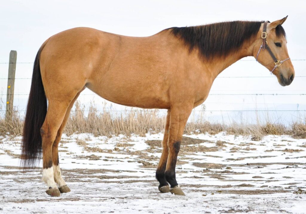 BLACK TYPE EXTENDED PEDIGREE ~ ONLINE SESSION – SLICKS GRAND CHICK ...