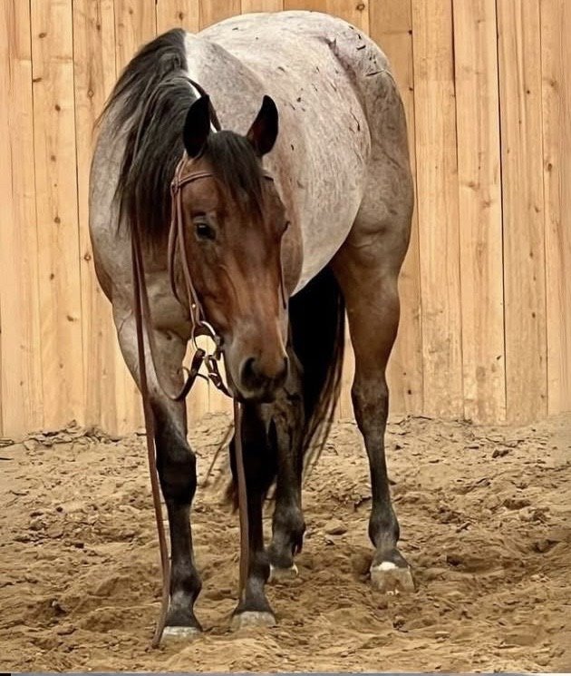 BLACK TYPE EXTENDED PEDIGREE ~ ONLINE SESSION – HASHTAGTHISCATISCOOL ...