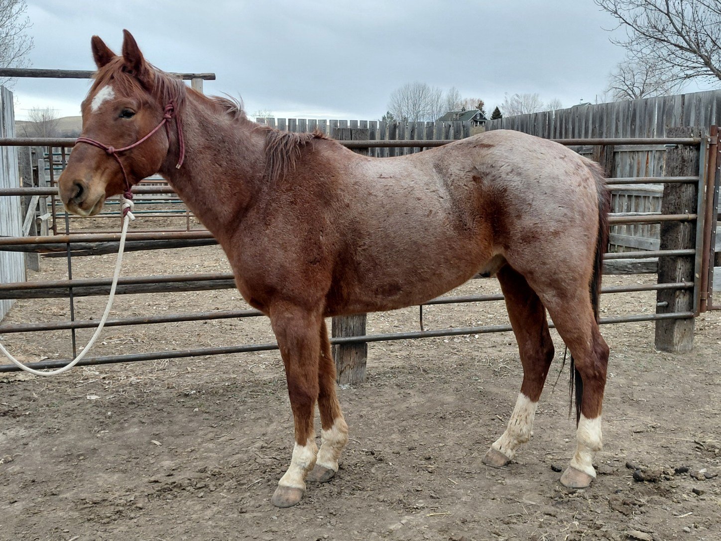 ONLINE SESSION – PEPPY SAN DERBY - Billings Livestock Commission